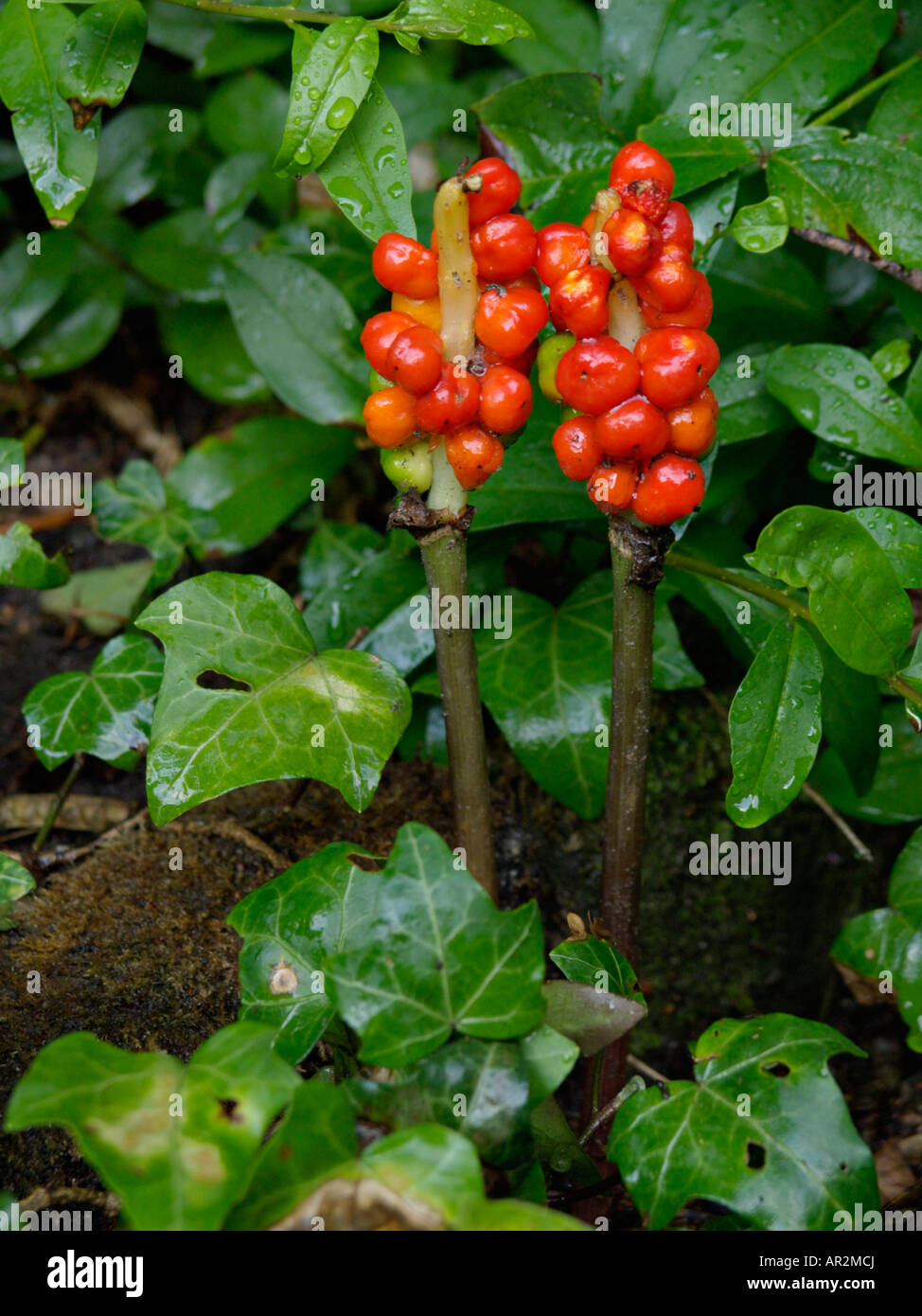 Cuckoo pint (Arum maculatum Stock Photo - Alamy