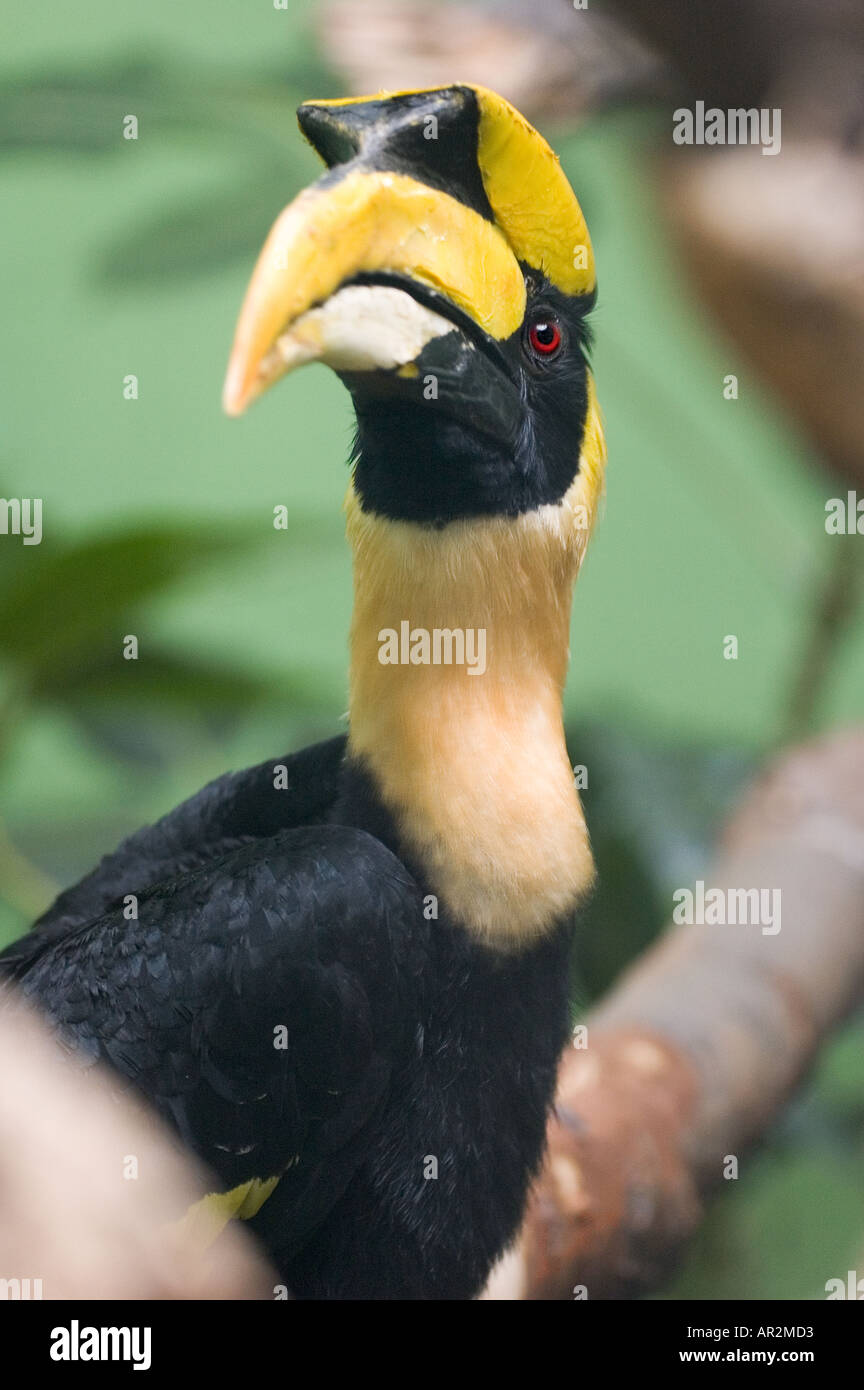 Great hornbill, Buceros bicornis Stock Photo - Alamy