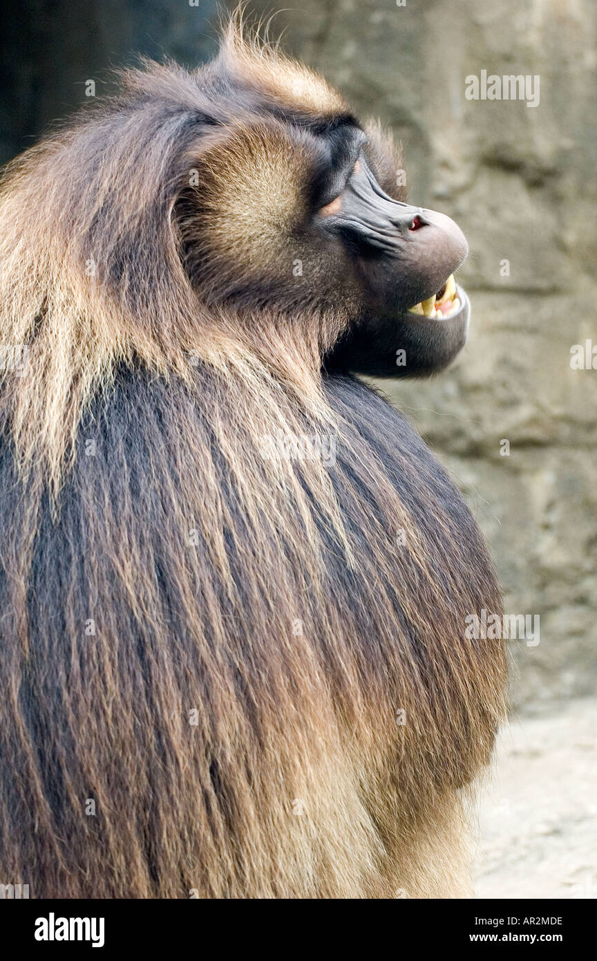 A male Gelada baboon, Theropithecus gelada looking back over its right ...
