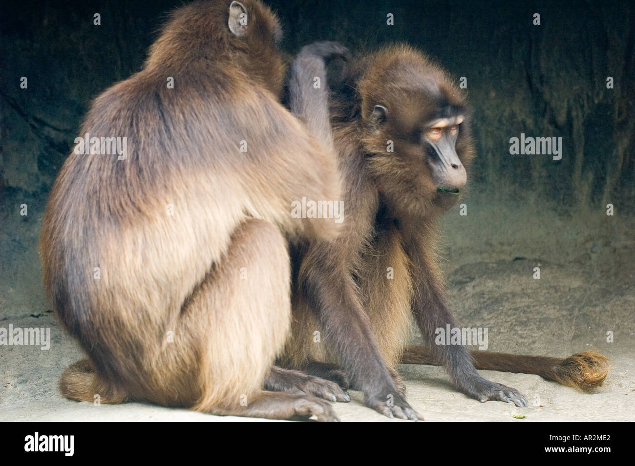 Afiliative hi-res stock photography and images - Alamy