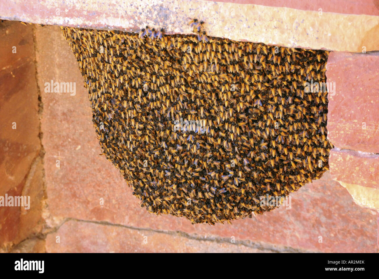 bees (Apidae), bee colony, India, Agra Stock Photo - Alamy