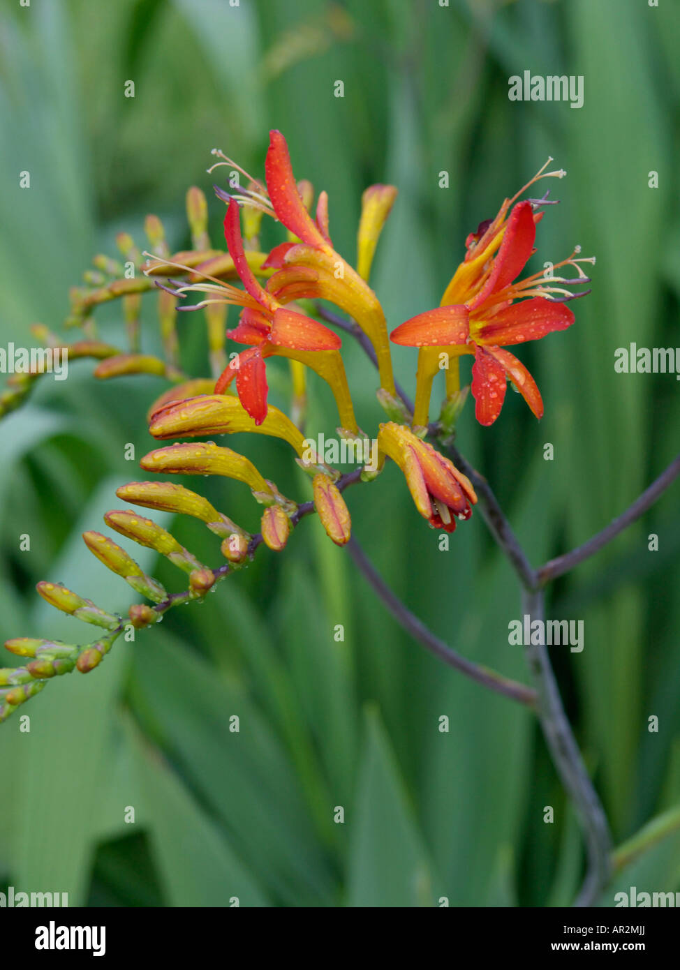 Montbretia (Crocosmia masoniorum Stock Photo - Alamy
