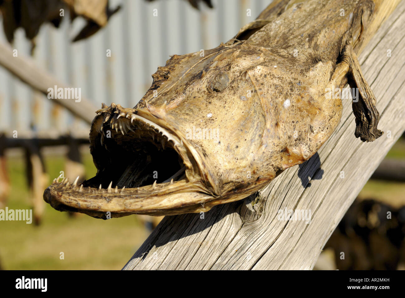 Icelandic speciality hi-res stock photography and images - Alamy