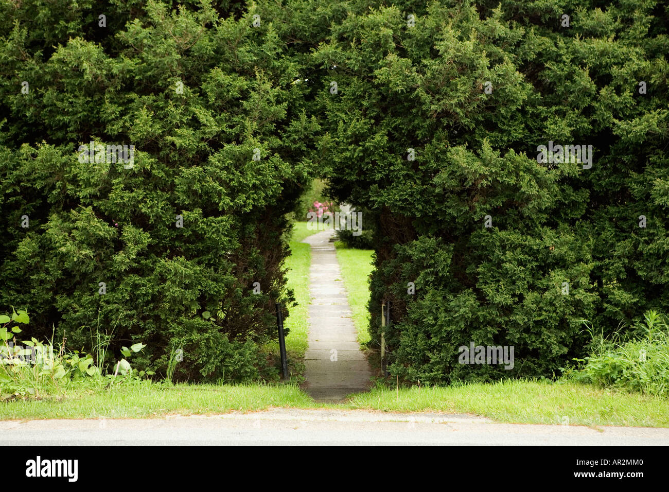 Pathway through arch in hedge Stock Photo - Alamy
