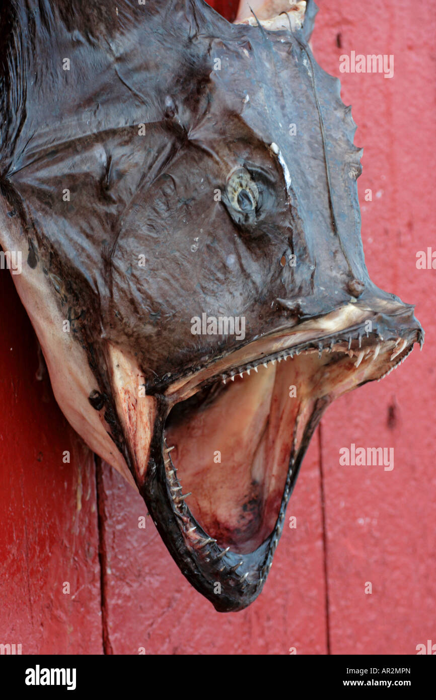 cod, Atlantic cod, codling (Gadus morhua), dried haed atr a fishig hut ...