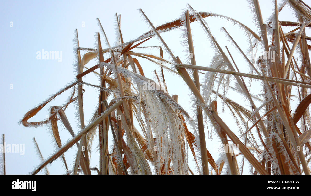 Chinese silver grass, Zebra grass, Tiger grass (Miscanthus sinensis ...