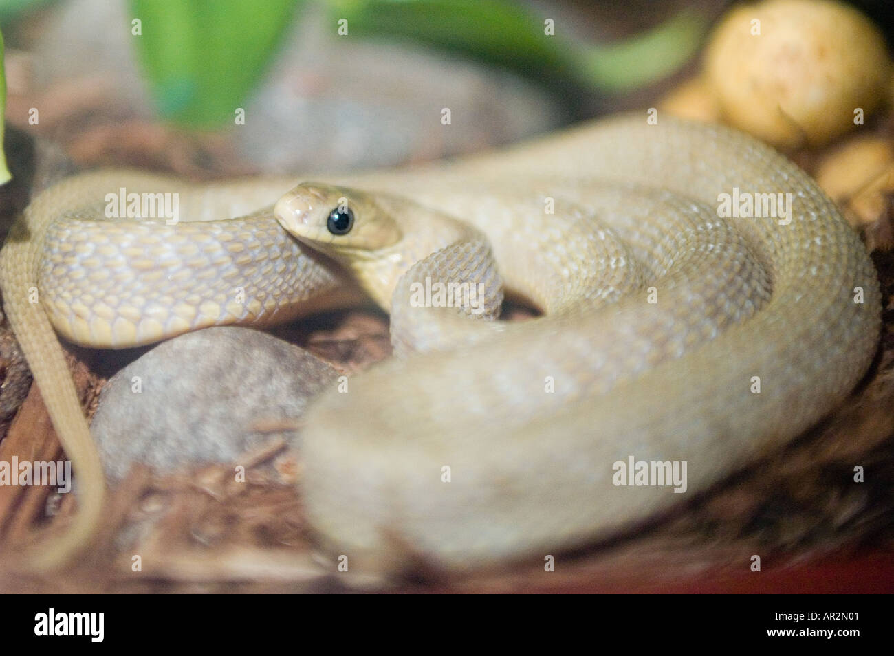 A beige-coloured snake coiled Stock Photo - Alamy