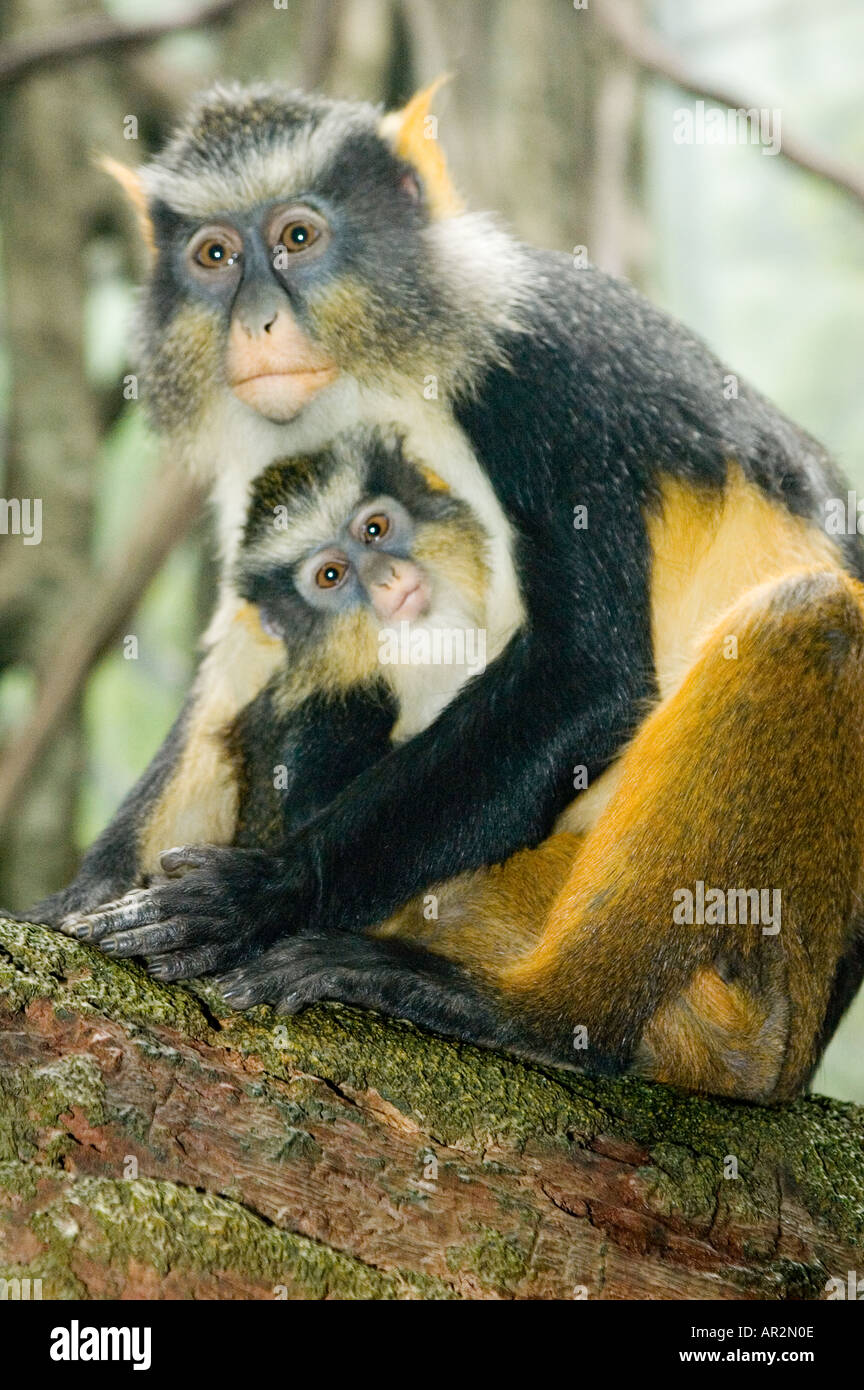 Cercopithecus wolfi wolfi hi-res stock photography and images - Alamy