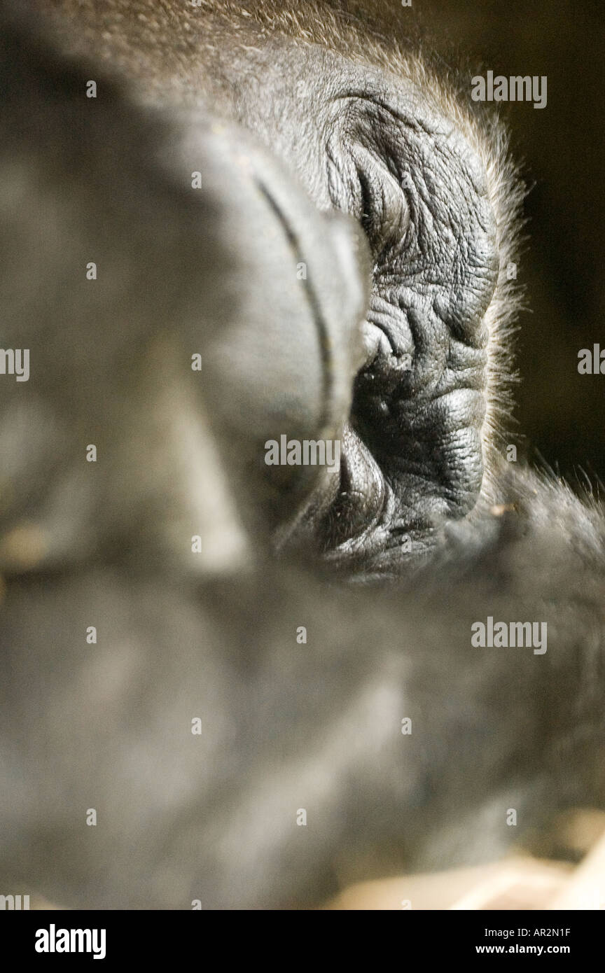 Close up of a sleeping female gorilla Stock Photo - Alamy