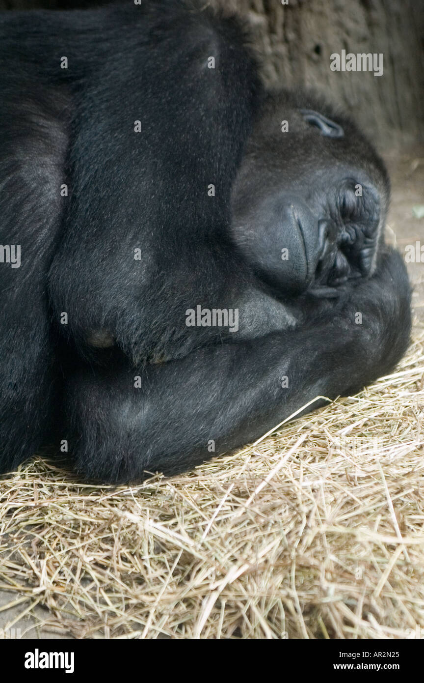 Close up of a sleeping female gorilla Stock Photo - Alamy