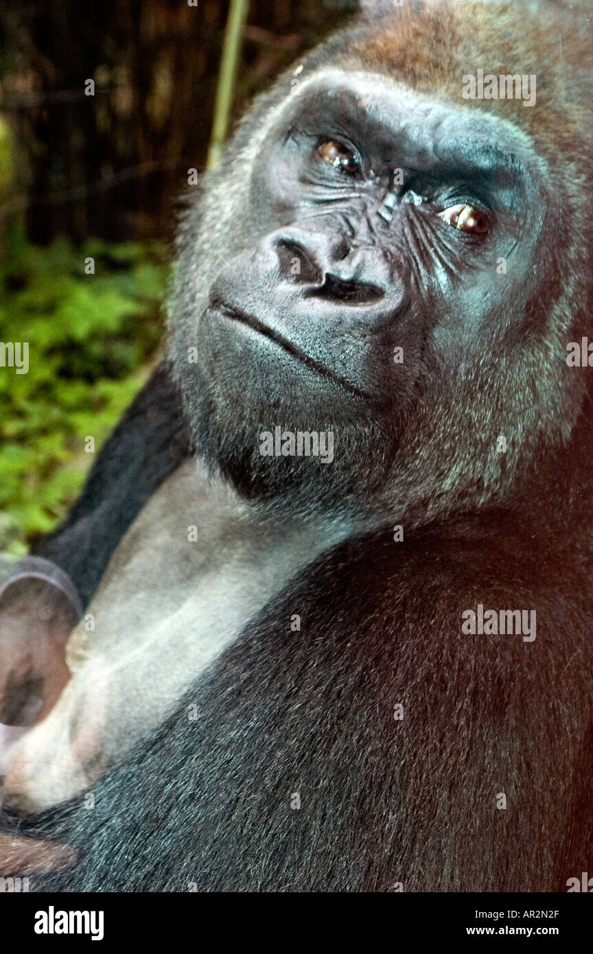 Close-up portrait of a male gorilla looking back over its left shoulder ...