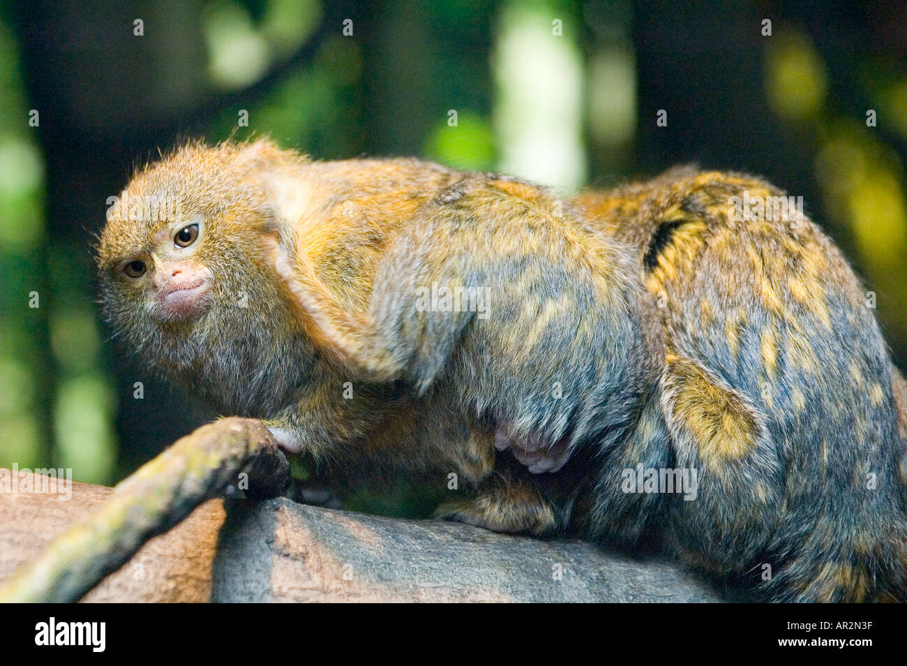Pygmy Marmosets High Resolution Stock Photography and Images - Alamy