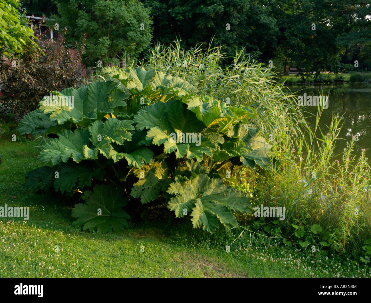 Gunnera manicata plant hi-res stock photography and images - Alamy