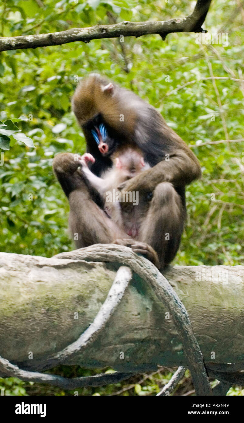 A female mandrill, Papio sphinx, cradles her offspring Stock Photo - Alamy