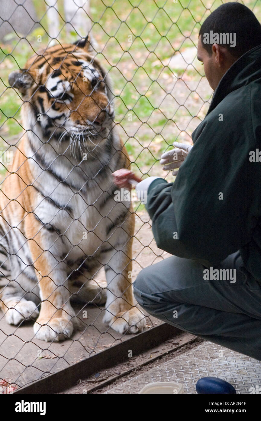 An animal trainer feeds a tiger through a fence Stock Photo - Alamy