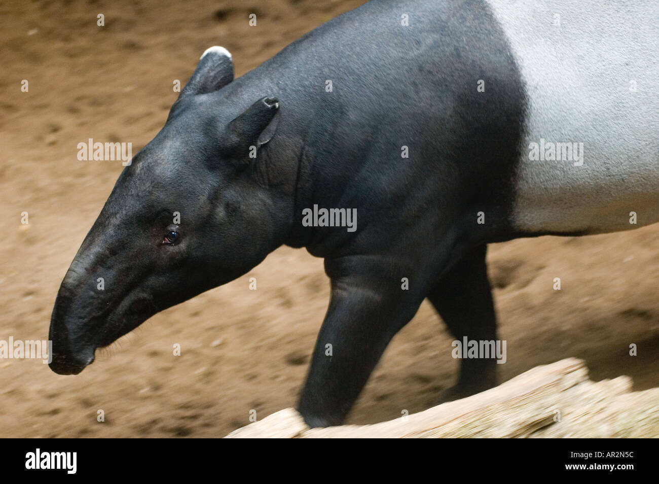 Terrestrial forager hi-res stock photography and images - Alamy