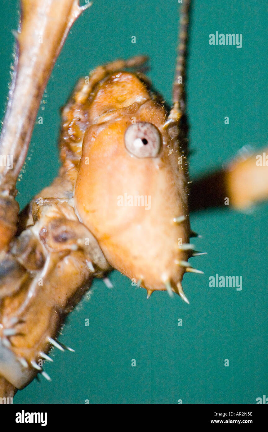 Stick insect zoo hi-res stock photography and images - Alamy