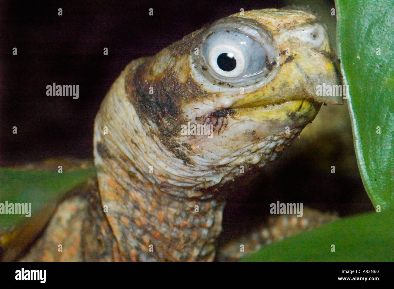 The stark white iris and wide gaze of this turtle give it a surprised ...