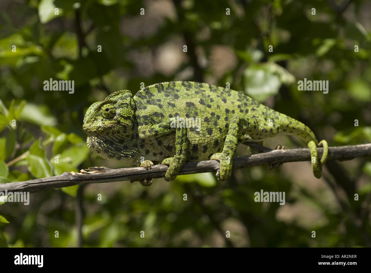 Mediterranean chameleon, African chameleon, common chameleon (Chamaeleo ...