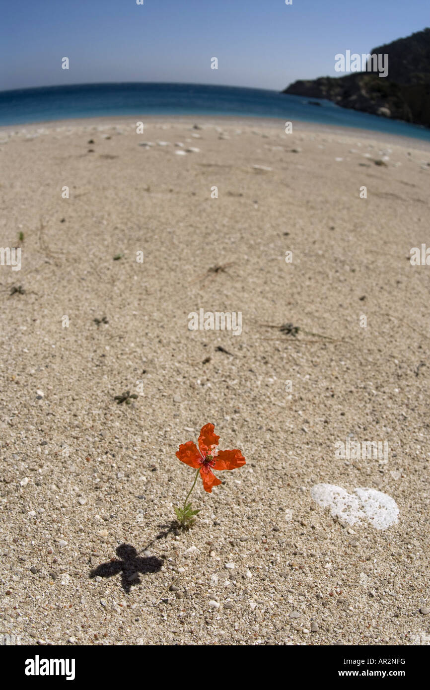 Tiny poppy hi-res stock photography and images - Alamy