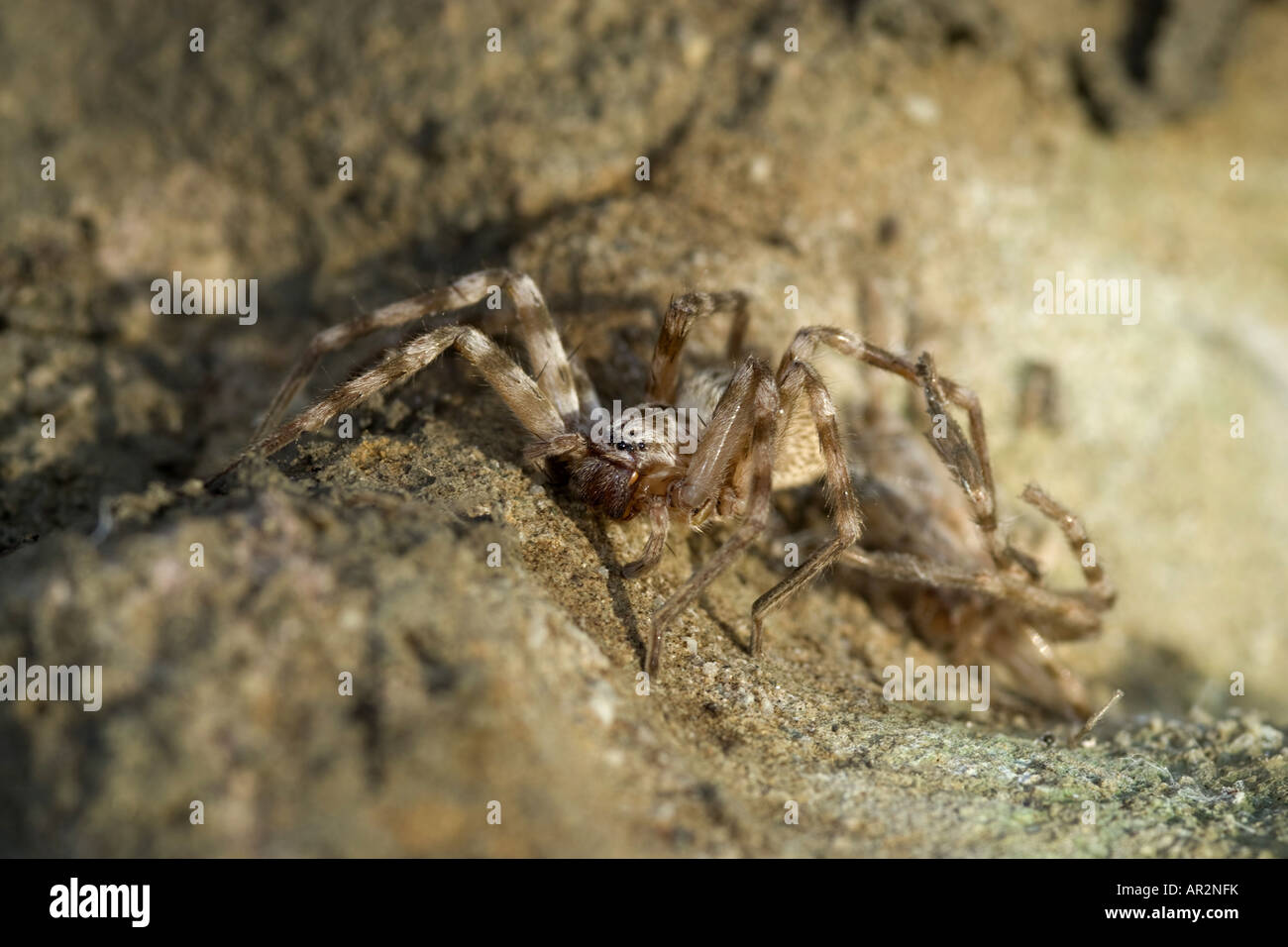wolf spider, ground spider (Lycosidae), well camouflaged, Greece ...
