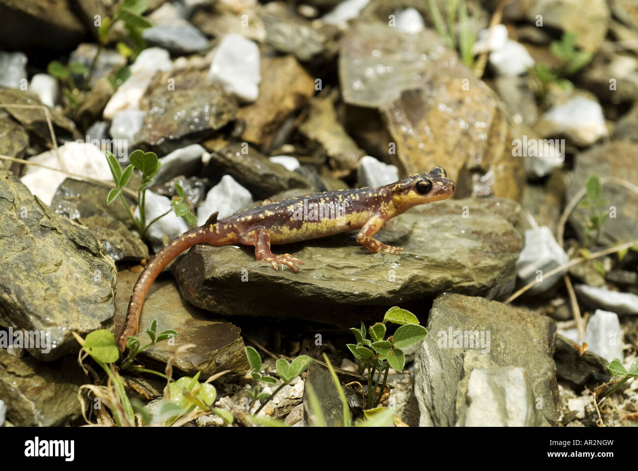 Aegean salamander (Lyciasalamandra helverseni), male, Greece, Krpathos ...