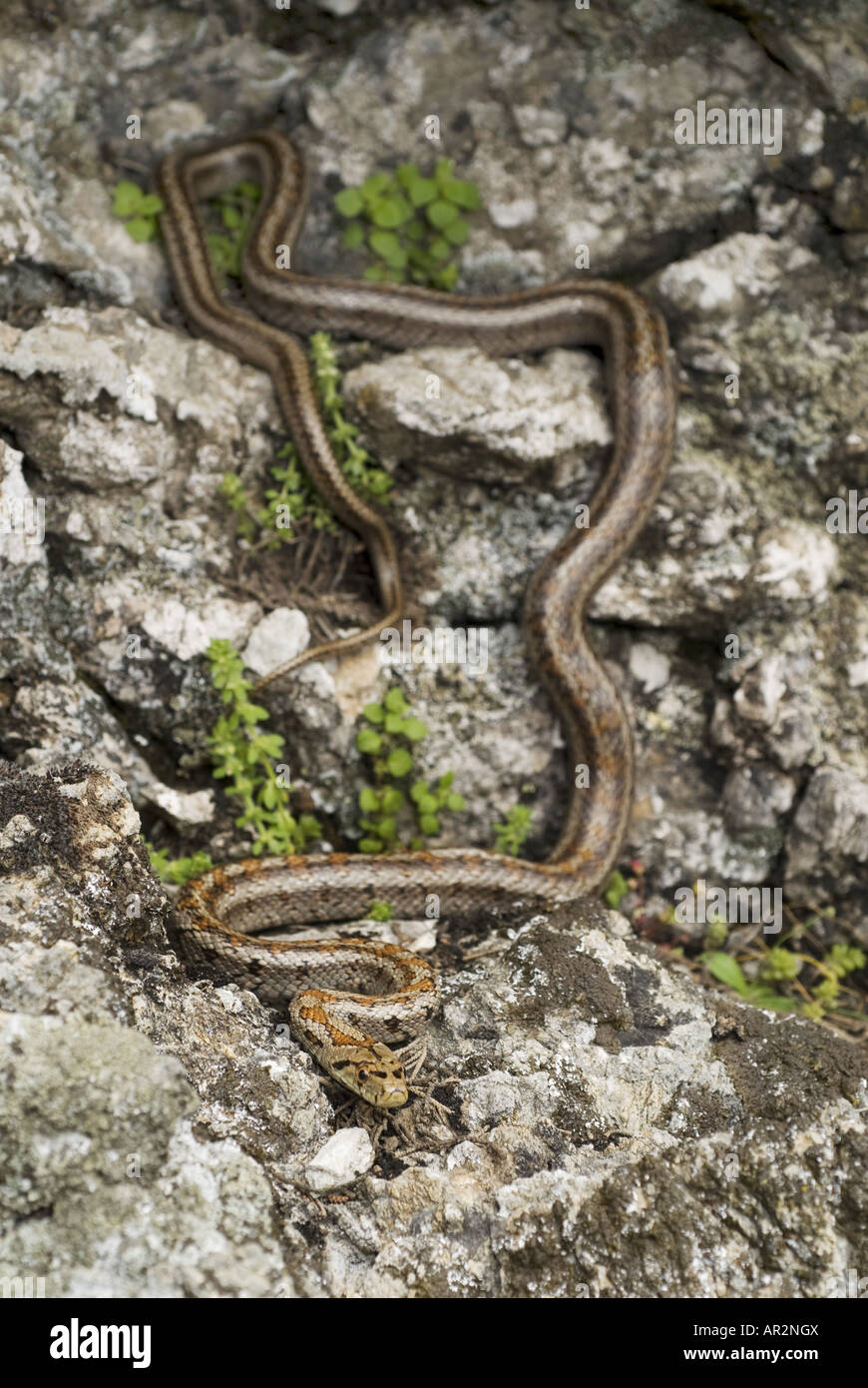 leopard snake (Elaphe situla), in its natural habitat, Greece, Rhodes ...