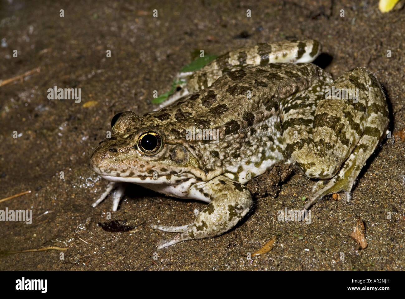 marsh frog, lake frog (Rana ridibunda), sitting, Greece, Samothraki ...