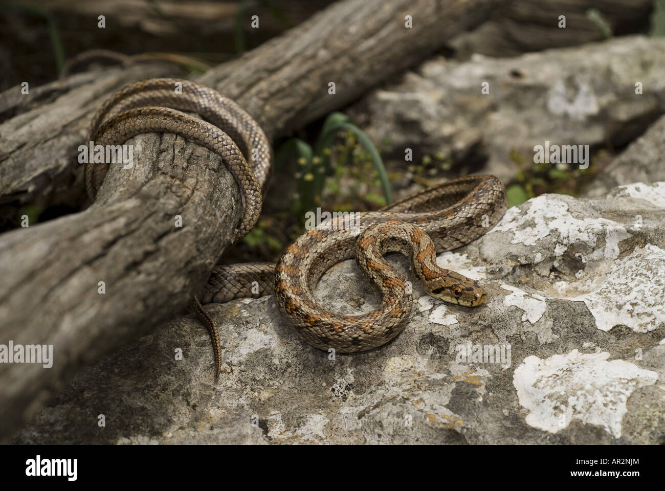 Juvenile rat snake hi-res stock photography and images - Alamy