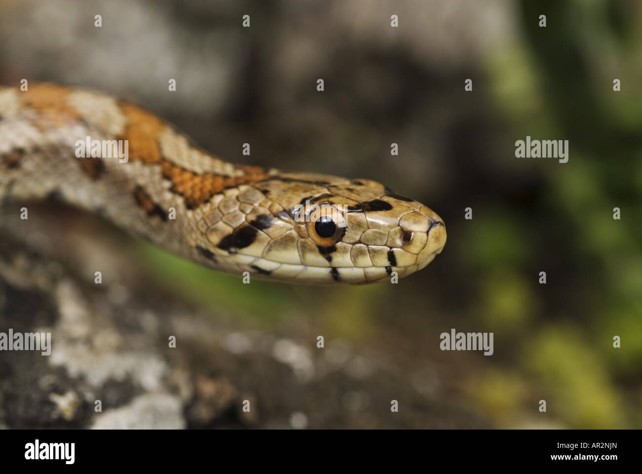 leopard snake (Elaphe situla), juvenile, Greece, Rhodes Stock Photo - Alamy
