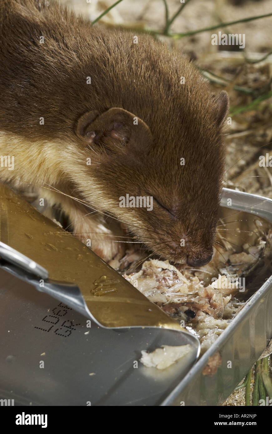 least weasel (Mustela nivalis), least weasel feeds trash, Greece ...