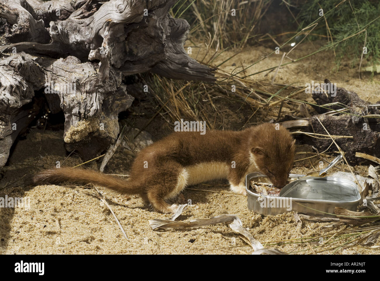 least weasel (Mustela nivalis), least weasel feeds trash, Greece ...
