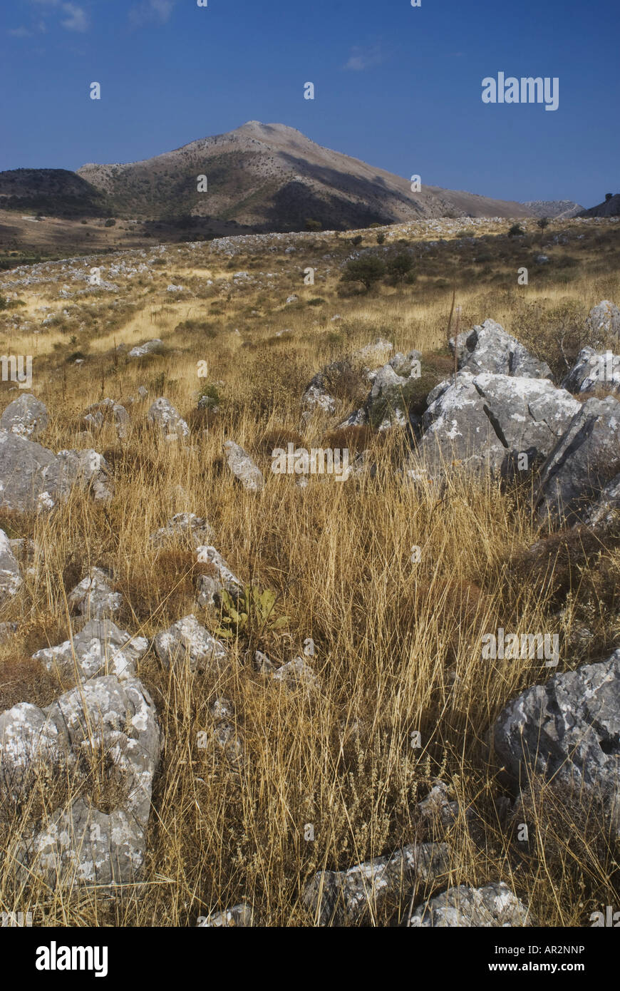 Garrigue vegetation hi-res stock photography and images - Alamy