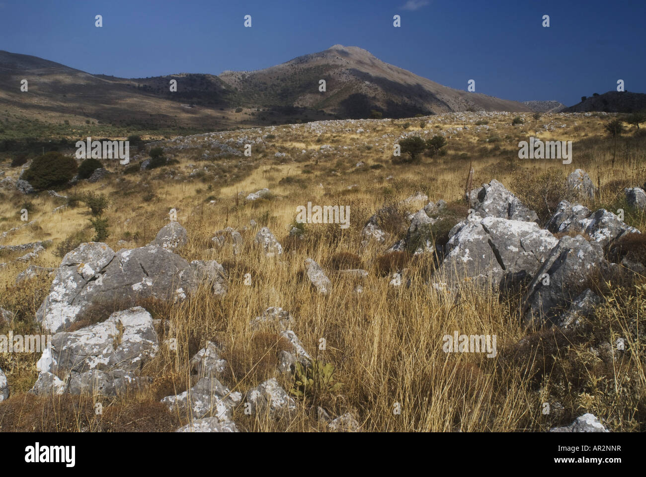 Garrigue vegetation hi-res stock photography and images - Alamy