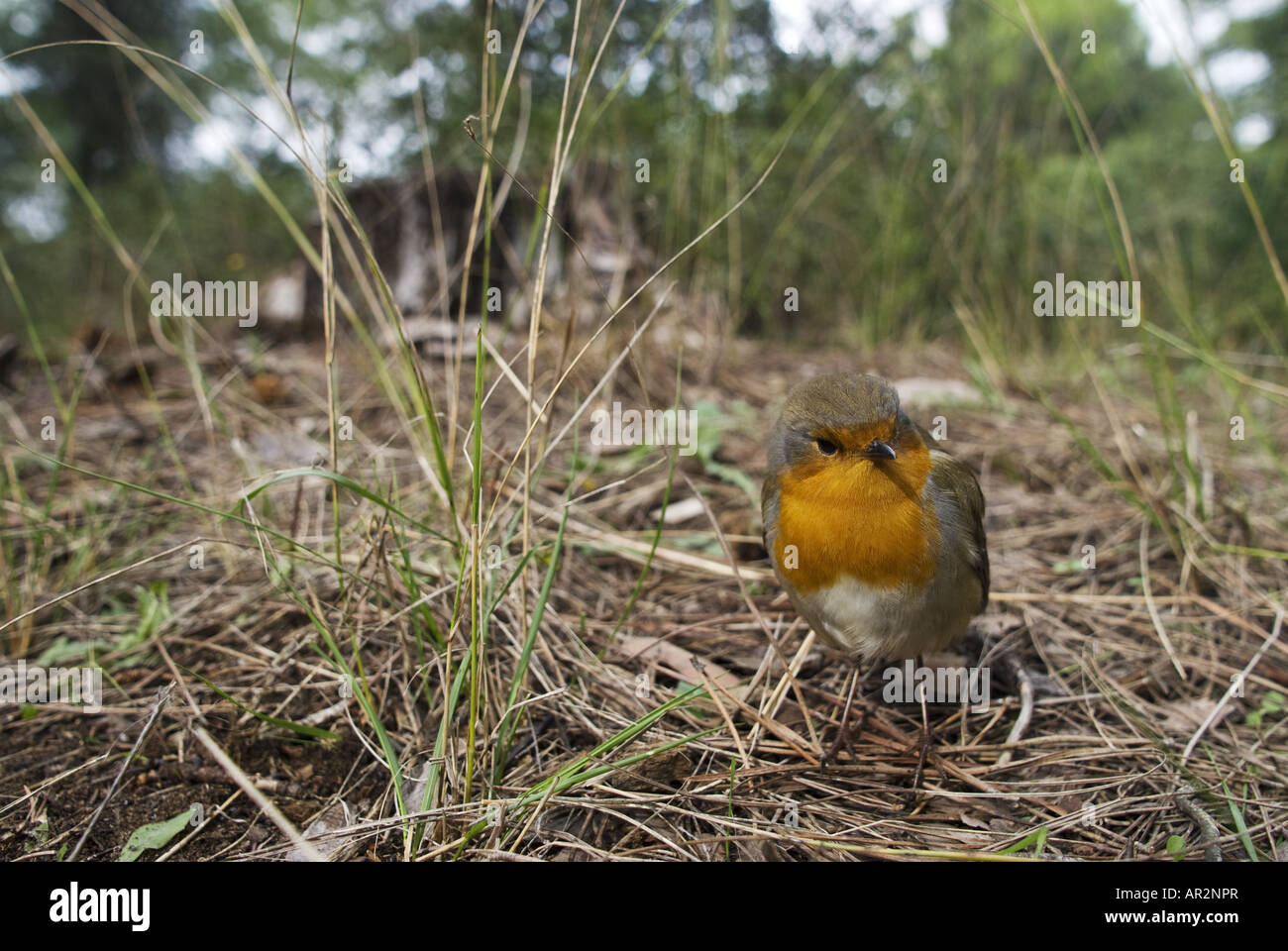 European robin (Erithacus rubecula), foraging, Greece, Peloponnes ...