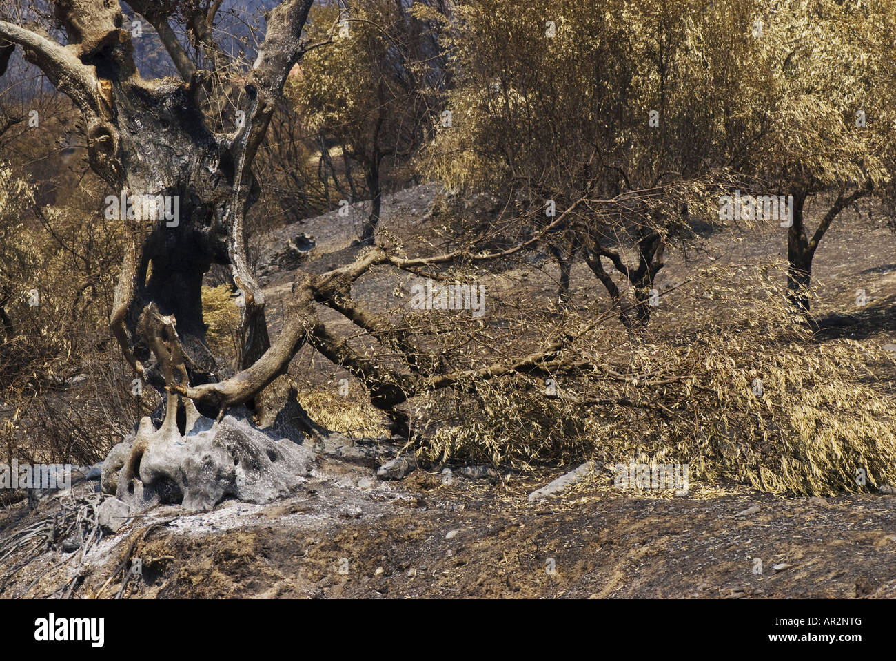 olive tree (Olea europaea ssp. sativa), forest fires in Greece in ...