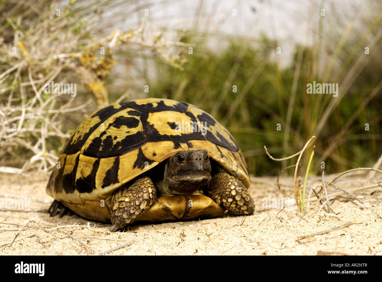 Hermanns tortoise, Greek tortoise, Boettgers tortoise (Testudo hermanni ...