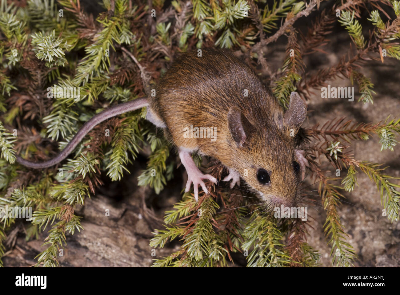 wood mouse, long-tailed field mouse (Apodemus sylvaticus), sitting in a ...