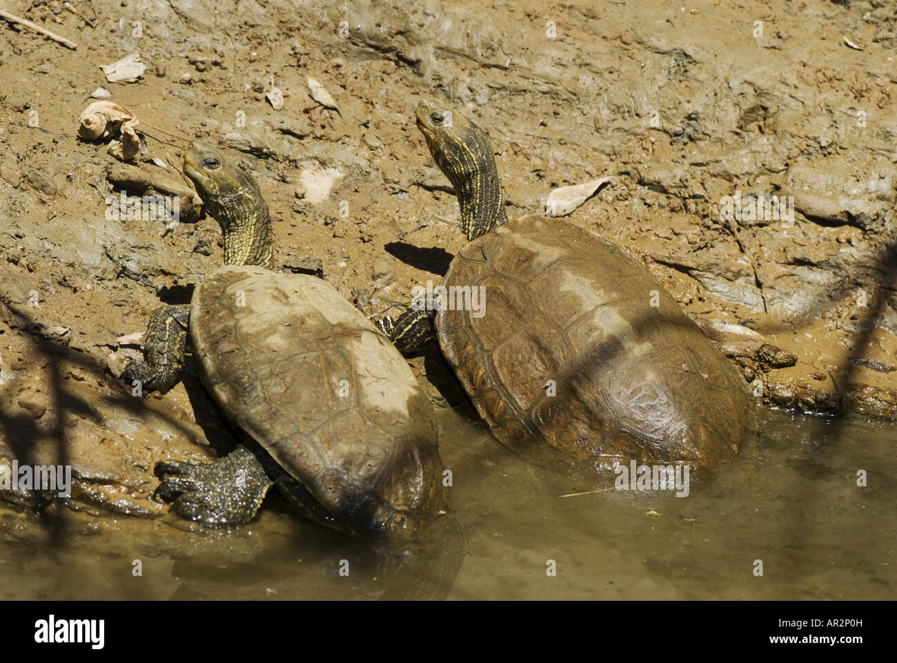 Balkan pond turtle hi-res stock photography and images - Alamy