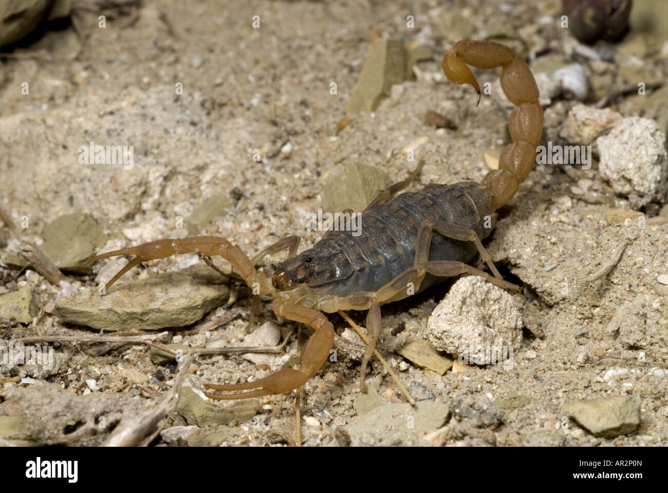 Yellow scorpion mesobuthus gibbosus hi-res stock photography and images ...
