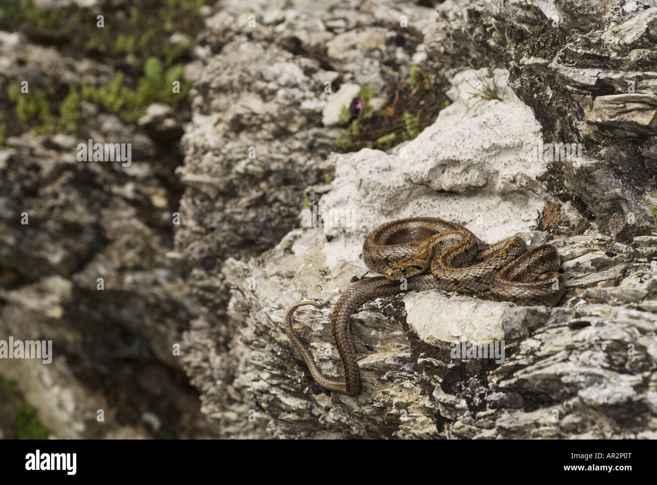 leopard snake (Elaphe situla), rolled up on a stone, Greece, Rhodes ...