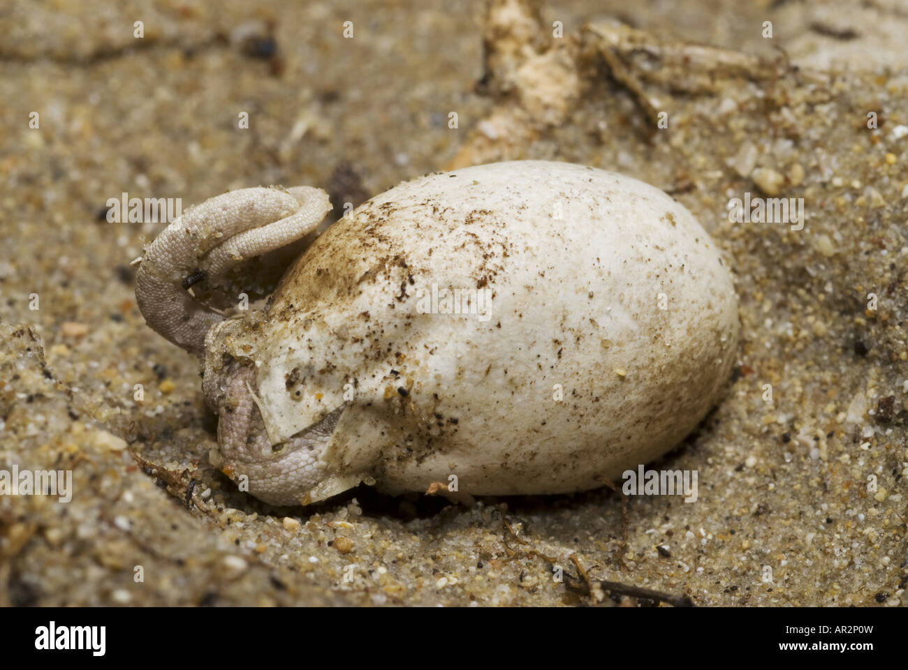 African chameleon (Chamaeleo africanus), hatching out of an egg, Greece ...