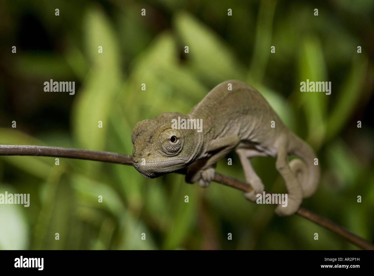 African chameleon (Chamaeleo africanus), freshly hatched juvenile ...