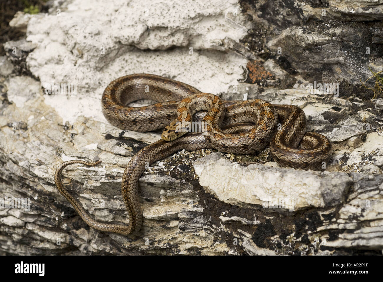 Snakes of the dodecanese islands hi-res stock photography and images ...