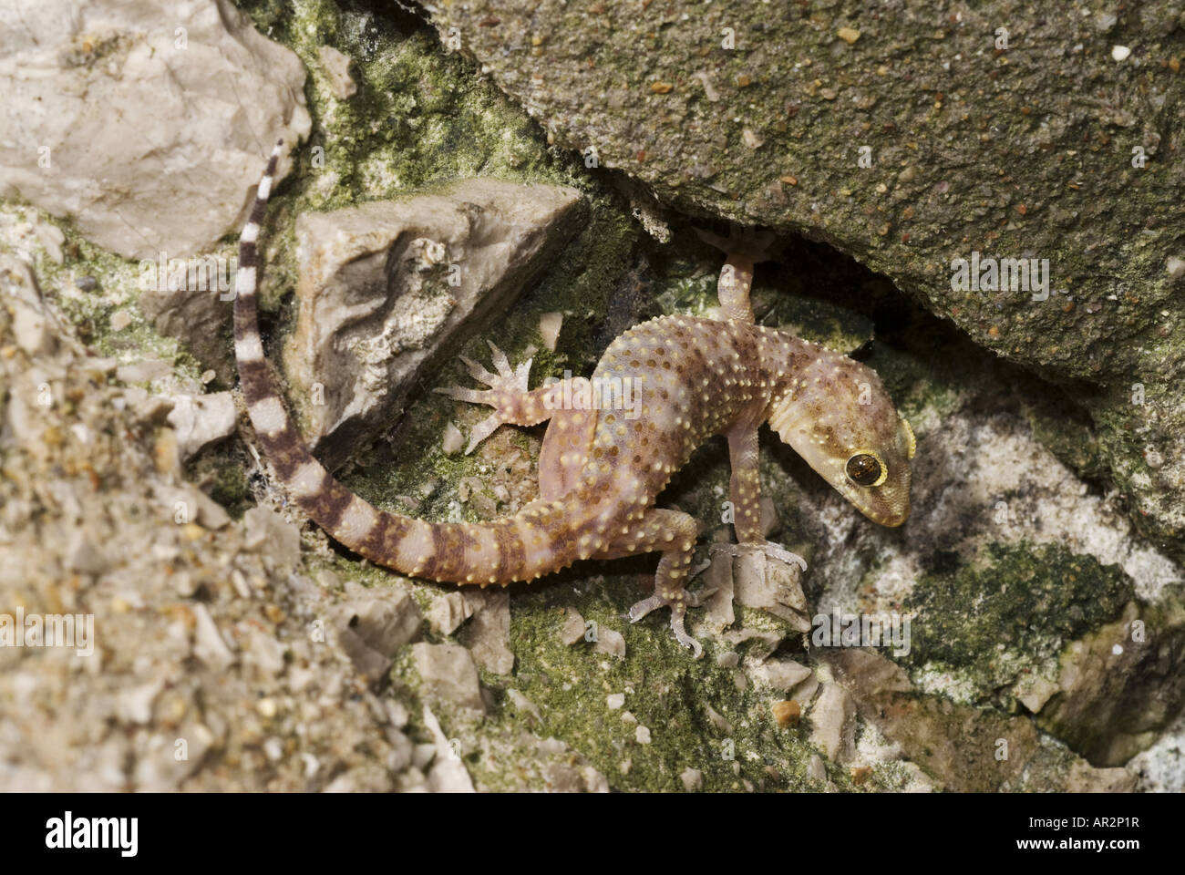Turkish gecko, Mediterranean gecko (Hemidactylus turcicus), Greece ...