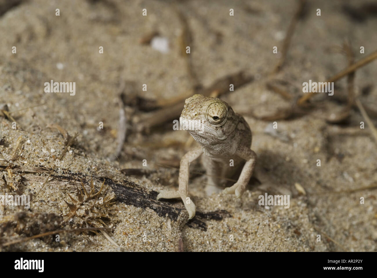 African chameleon (Chamaeleo africanus), hatching juvenile, Greece ...