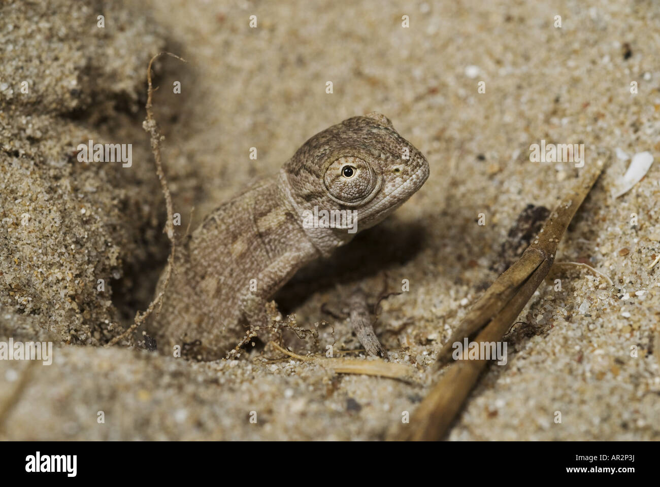 African chameleon (Chamaeleo africanus), hatching juvenile, Greece ...