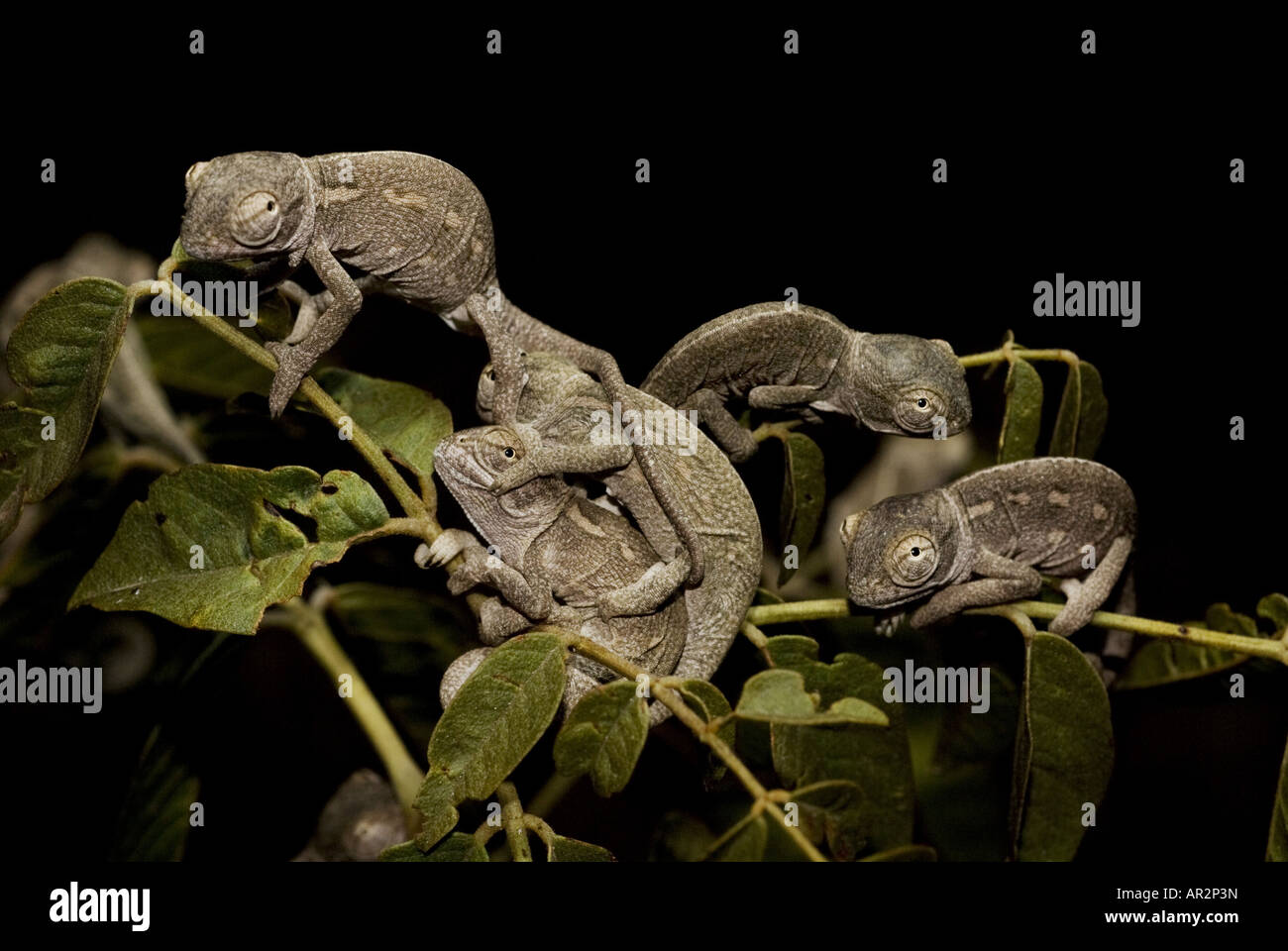 African chameleon (Chamaeleo africanus), freshly hatched juveniles on a ...