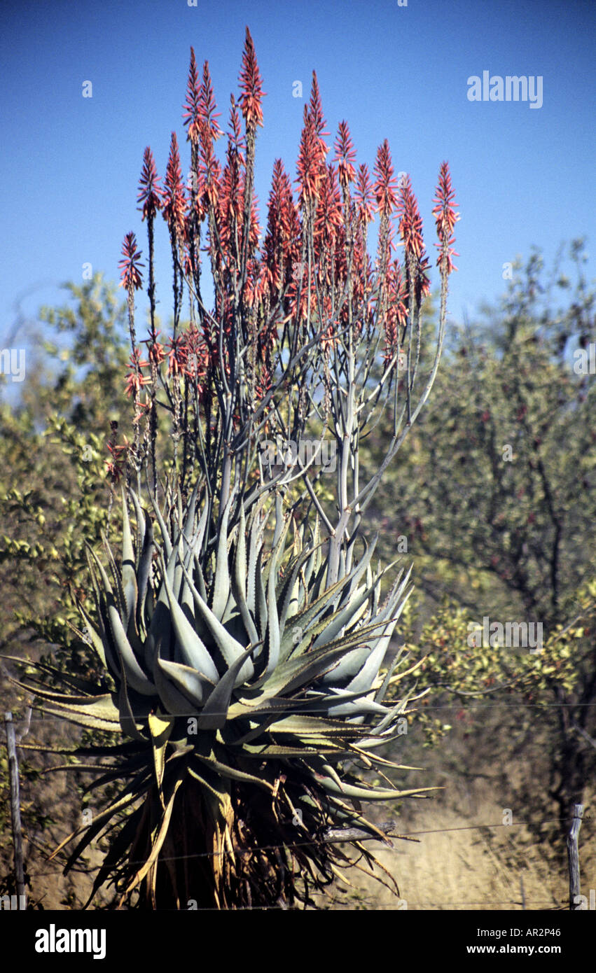 Agave plant, Namibia, Southern Africa Stock Photo - Alamy