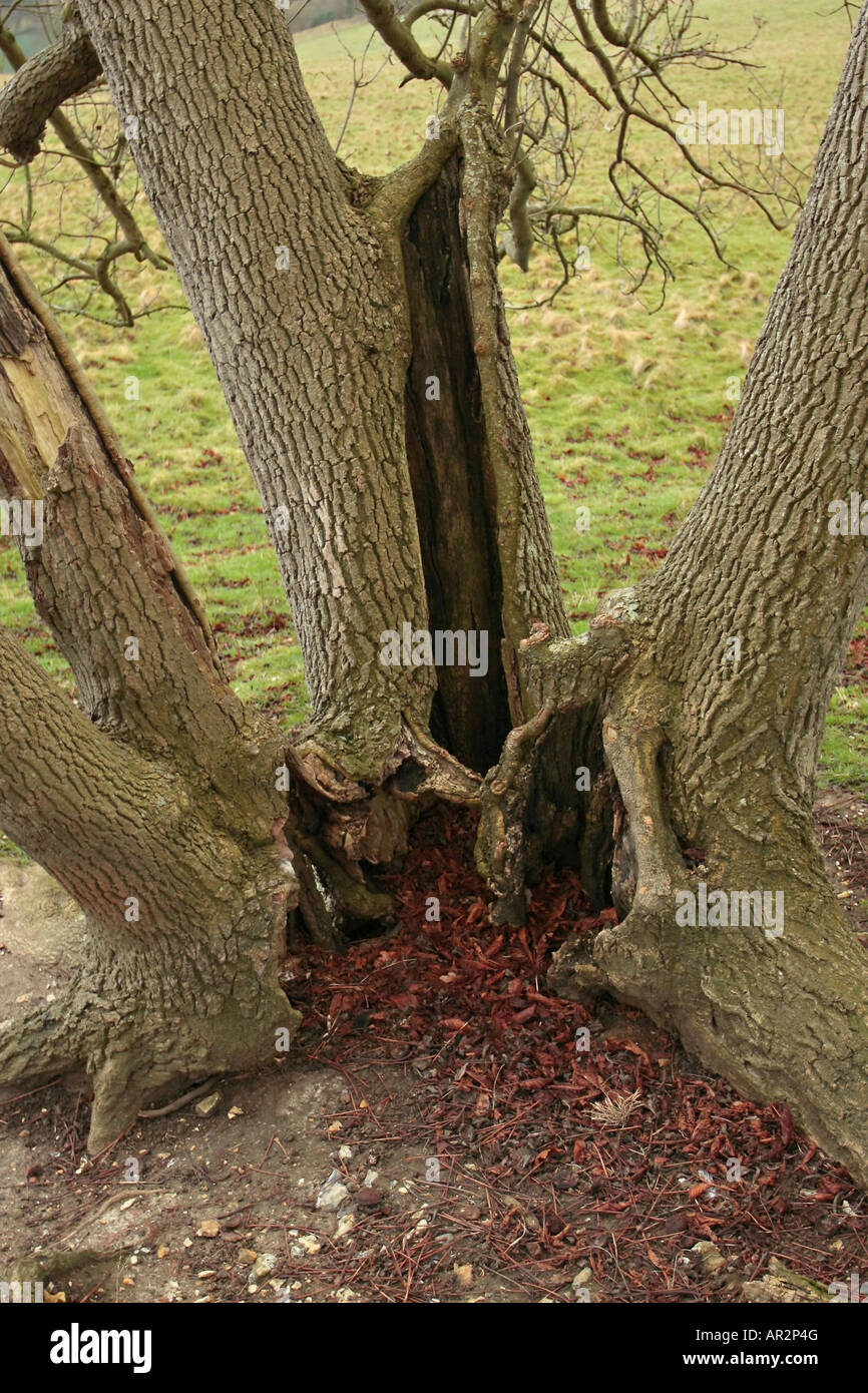 Lightning strike tree hi-res stock photography and images - Alamy